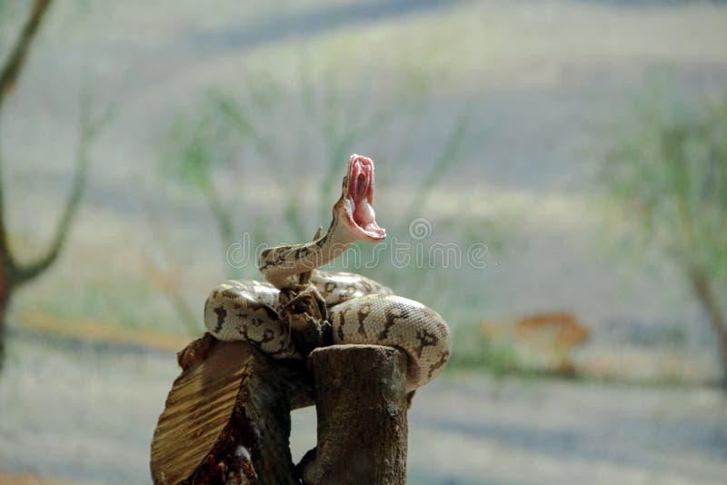 Snake Also Poses Like a Professional Stock Photo - Image of poses ...