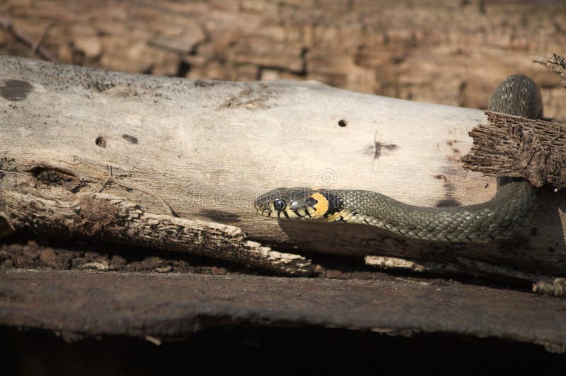 Snake stock photo. Image of wood, snake, lizard, cagey - 60020110