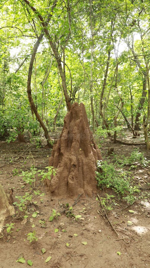 Snake Anthill in the Forest Stock Image - Image of constrictor, cobra ...