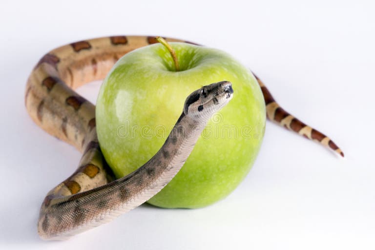 230 Snake Around Apple Stock Photos - Free & Royalty-Free Stock Photos ...