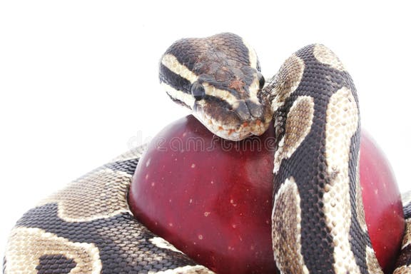 Snake and Apple stock photo. Image of python, original - 513804