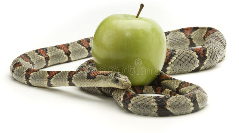 Snake on White stock image. Image of white, constrictor - 5839119