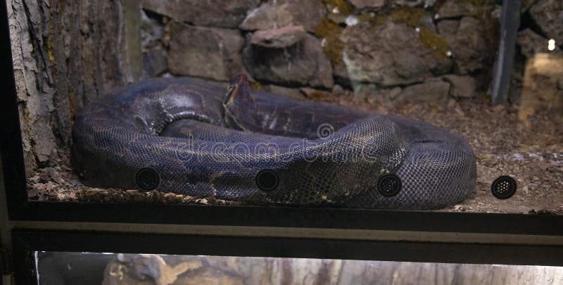 Snake in aquarium tank stock image. Image of color, terrarium - 299195925