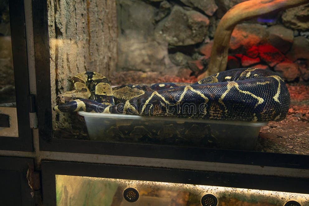 Snake in aquarium tank stock image. Image of reptile - 299195993