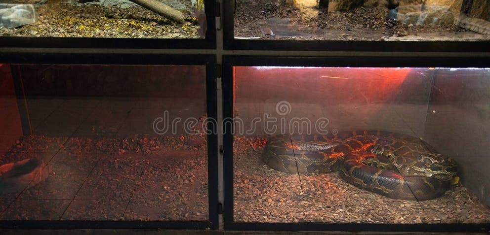Snake in aquarium tank stock illustration. Illustration of tank - 303235993