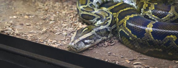 Snake in aquarium tank stock illustration. Illustration of lovely ...