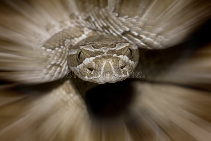 Gaboon viper stock photo. Image of heavy, africa, snake - 19351312