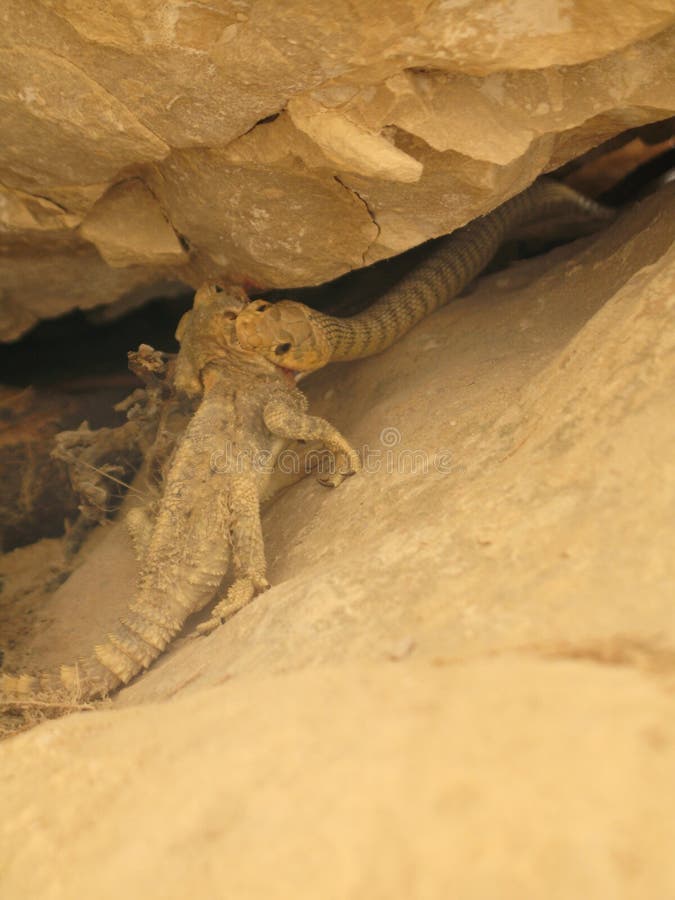 The Attack Lizard stock photo. Image of animal, wildlife - 218315580