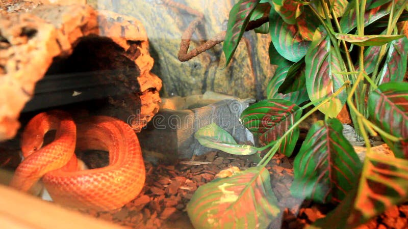 Snake Attack a White Mouse - Corn Snake Kornnatter Stock Video - Video ...