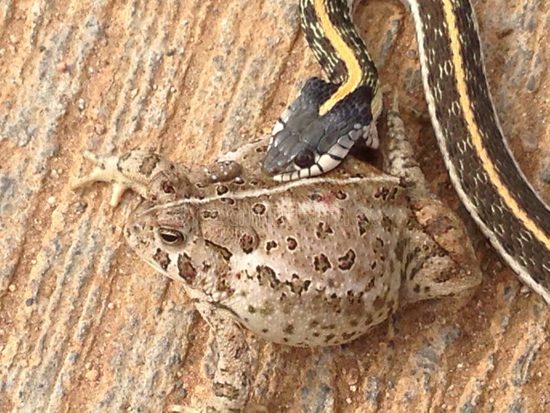 Snake Attacks Toad Close Up Stock Image - Image of prey, wildlife: 42551753