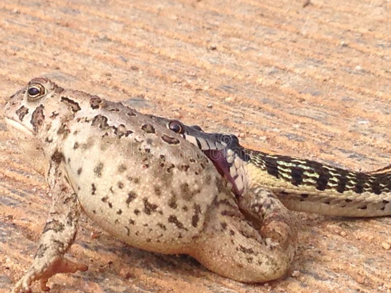 Snake Attacks Toad Close Up Stock Photo - Image of gecko, predator ...