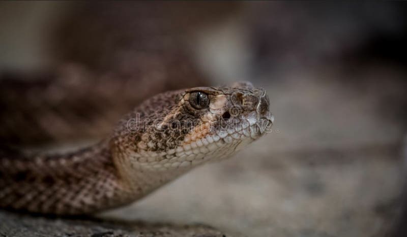 Snake stock image. Image of nature, animal, reptile, awesome - 80054941