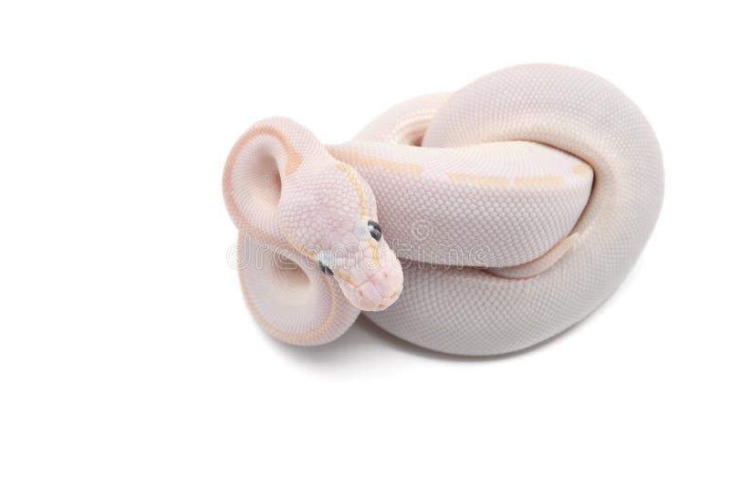 Snake Ball Python Isolated on White Background Stock Image - Image of ...