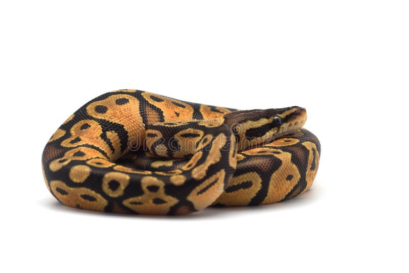 Snake Ball Python Isolated on White Background Stock Image - Image of ...