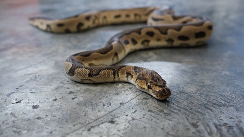 Snake Ball Python Morp Fire Female Stock Photo - Image of snake, ball ...