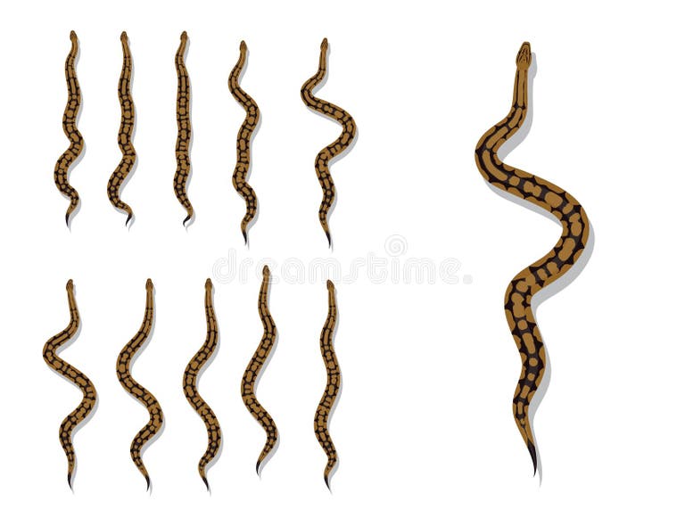 Snake Ball Python Spider Morph Animal Animation Sequence Cartoon Vector ...