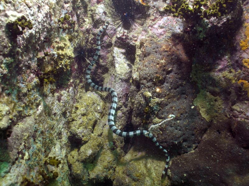 Snake, Banded Sea Krait - Laticauda Colubrina Stock Image - Image of ...