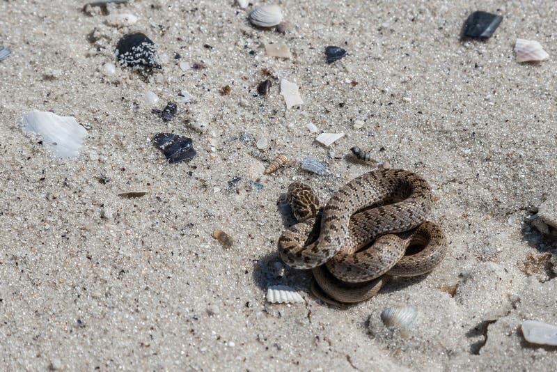 The Snake Basking on the Sand. Stock Photo - Image of herpetology ...