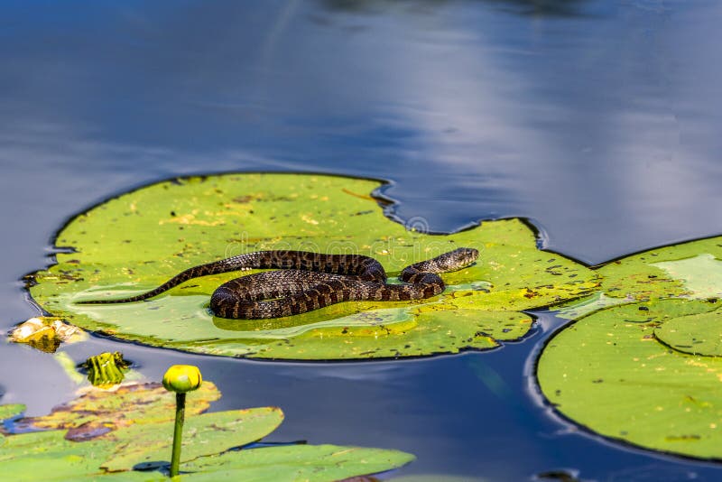 The Snake is Basking in the Sun Lying on a Water Lily Leaf Stock Image ...