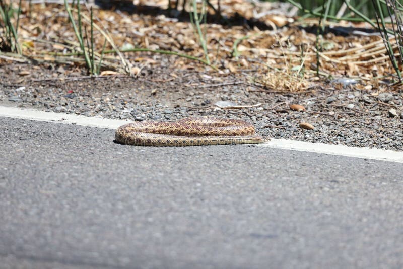 Snake Basking on a Sunlit Road Stock Image - Image of reptile, nature ...