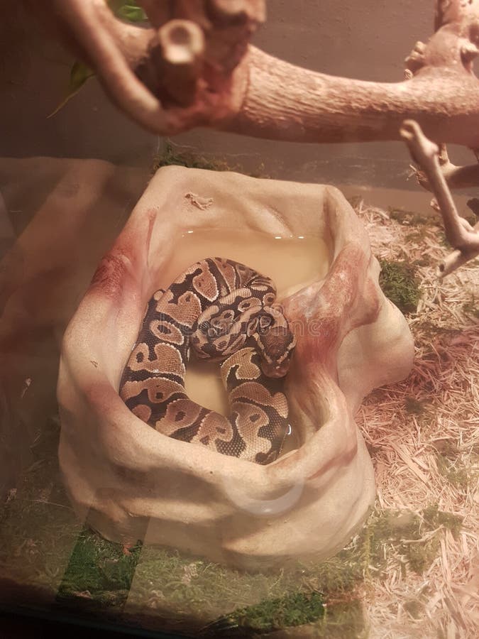 Snake Bath stock image. Image of snake, taking, python - 77378645