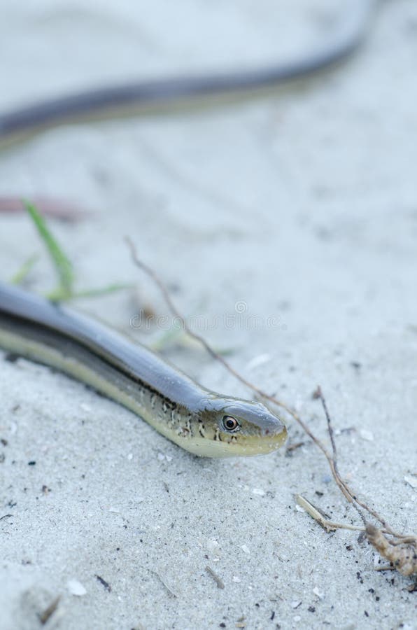 Snake at beach stock photo. Image of animal, sandy, young - 26834104