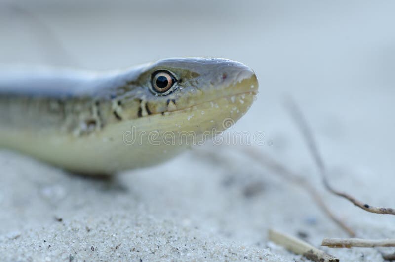 2,434 Beach Snake Stock Photos - Free & Royalty-Free Stock Photos from ...