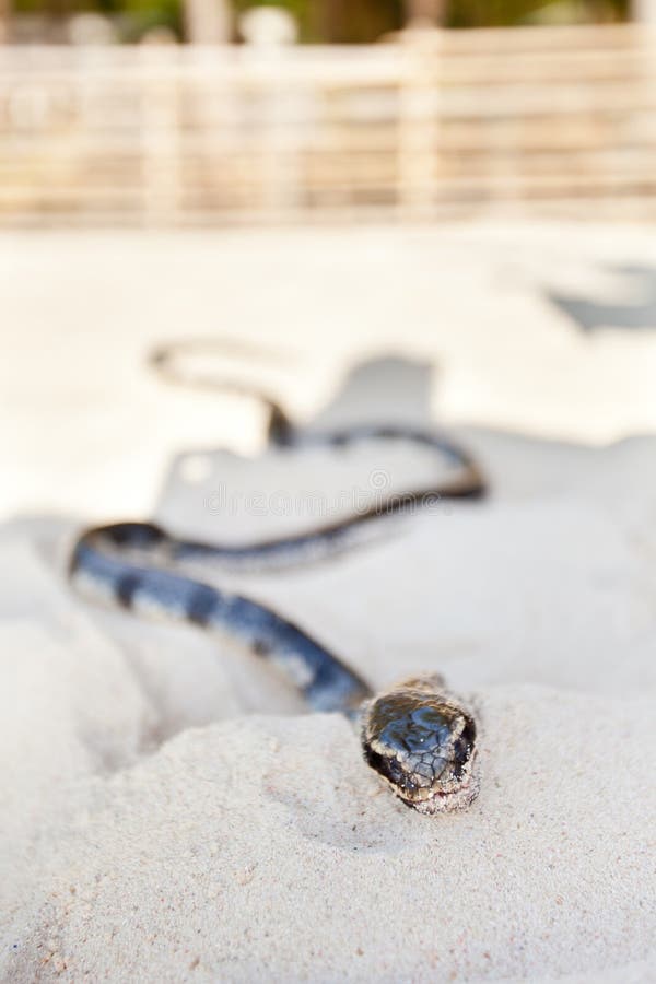 Snake on beach stock photo. Image of palm, poisonous - 28946726