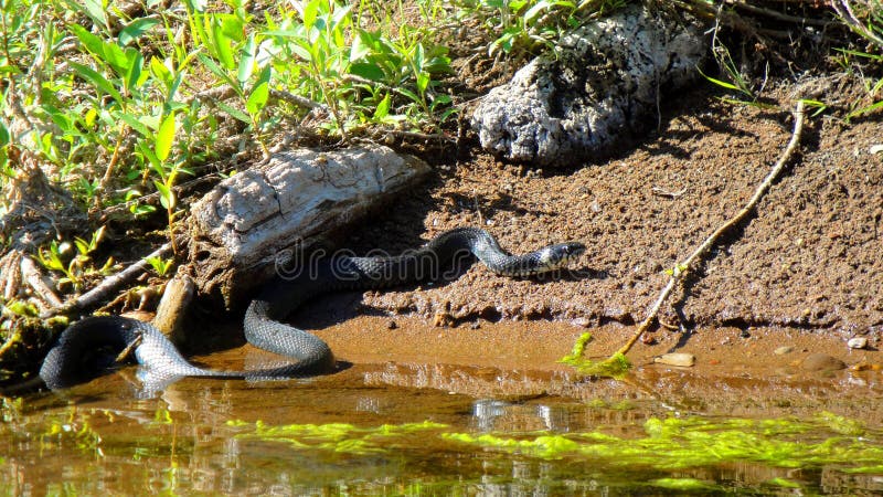 Snake on the beach stock photo. Image of basks, beach - 68920846