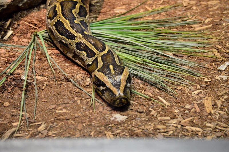 Big female Boa Constrictor stock photo. Image of snake - 99643694