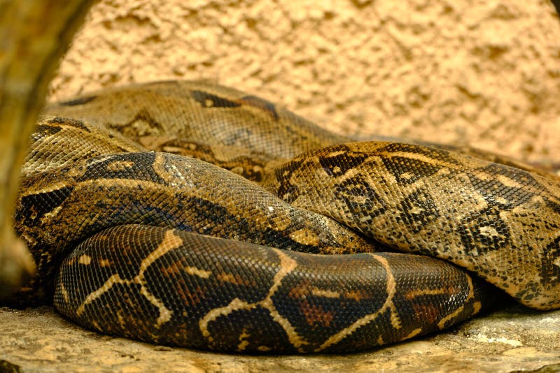 Snake stock image. Image of patterns, reptile, sliding - 256658903