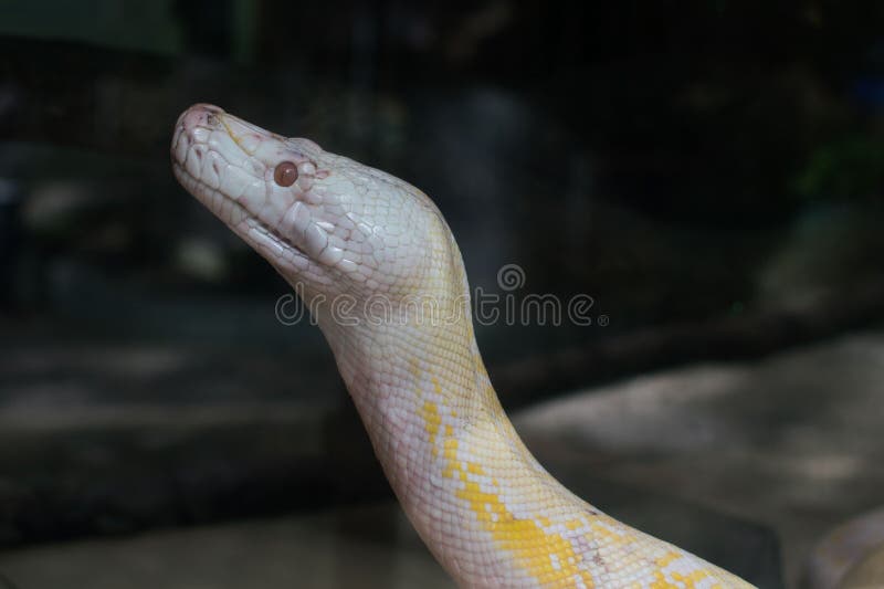Snake stock photo. Image of naturee, yellow, skin, cobra - 304830416