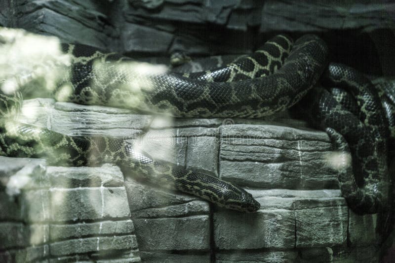Snake behind glass editorial stock image. Image of predator - 121943449