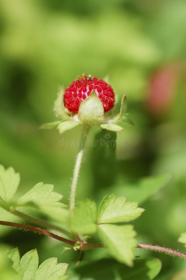 Snake berry stock photo. Image of fruit, plant, leaf - 82991084