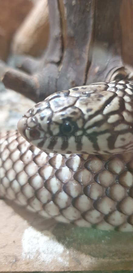 Snake best side stock photo. Image of slivers, side - 162529776