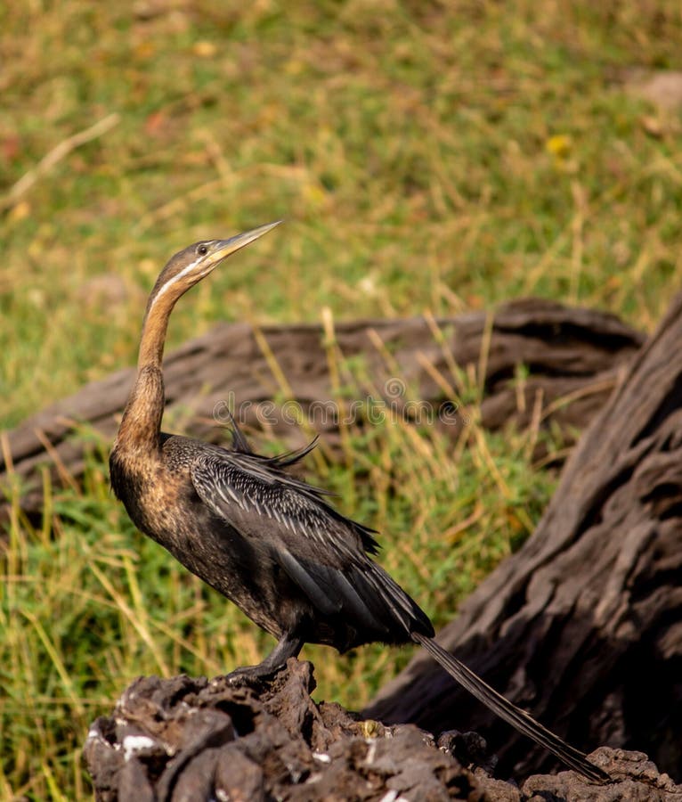 Snake Bird stock photo. Image of sightings, bird, common - 228730774