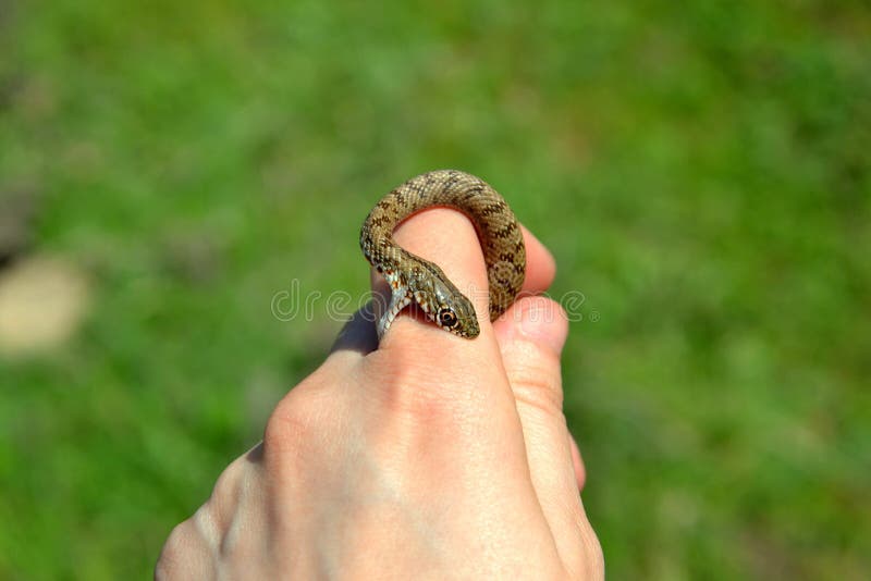 Snake bite stock photo. Image of male, reptile, bite - 53431974