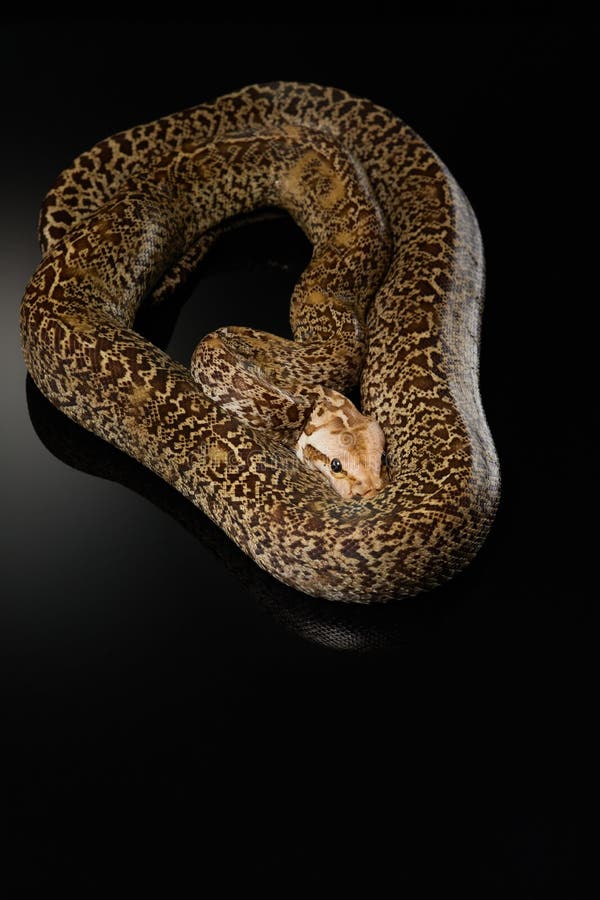 Snake on a Black Background. Carpet Python Stock Photo - Image of ...