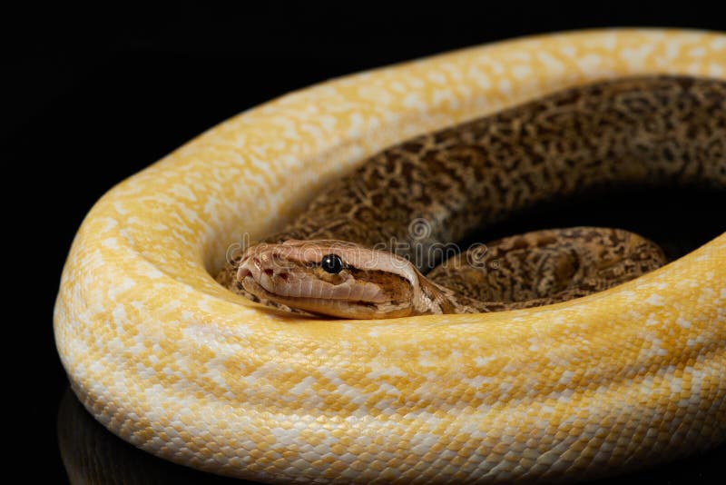 Snake on a Black Background. Carpet Python. Stock Photo - Image of ...