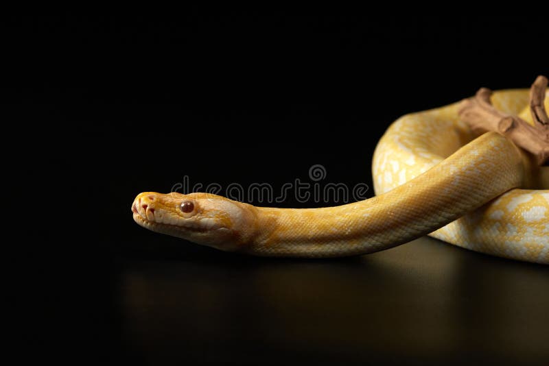 Snake on a Black Background. Carpet Python. Stock Photo - Image of ...