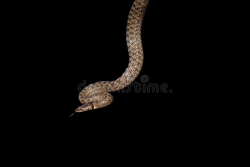 Snake on black background stock image. Image of view - 183164417