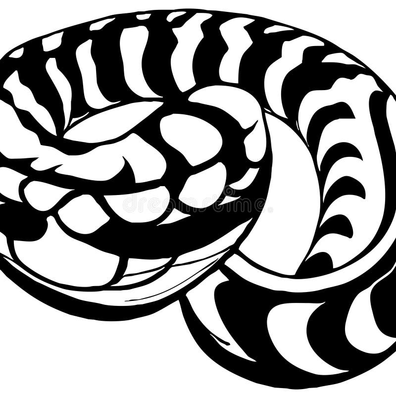 Snake . Black and White Illustration Stock Illustration - Illustration ...