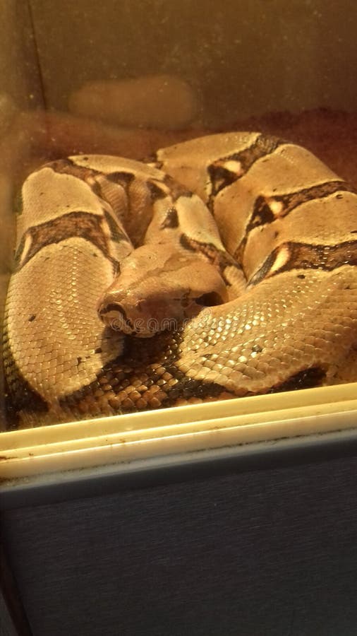 Snake Boa Constrictor Relaxing Stock Photo - Image of constrictor, pets ...