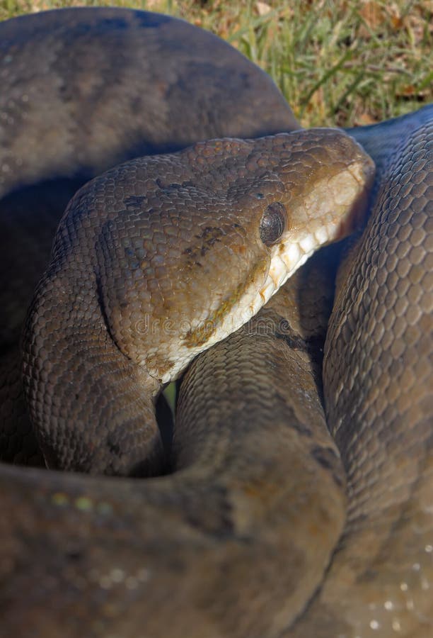 Snake Boa of the Gardens - Corallus Hortolanus Stock Image - Image of ...