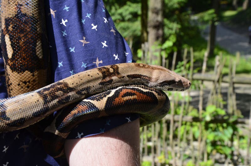 Snake Boa in Man Hands. Keeping the Snake in Terrarium Stock Image ...