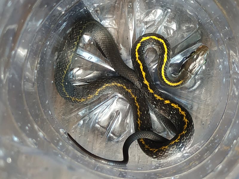 Snake in a bottle stock photo. Image of house, snake - 299954950