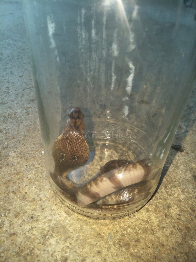 Snake in the bottle stock image. Image of serpent, srilanka - 136692711