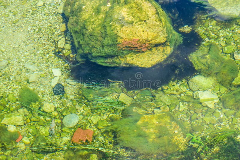 Snake Bottom View Stock Photos - Free & Royalty-Free Stock Photos from ...