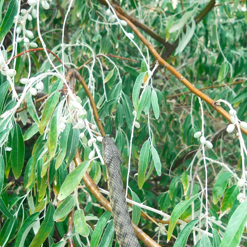 Snake among Branches of Olive Tree Stock Photo - Image of reptile ...