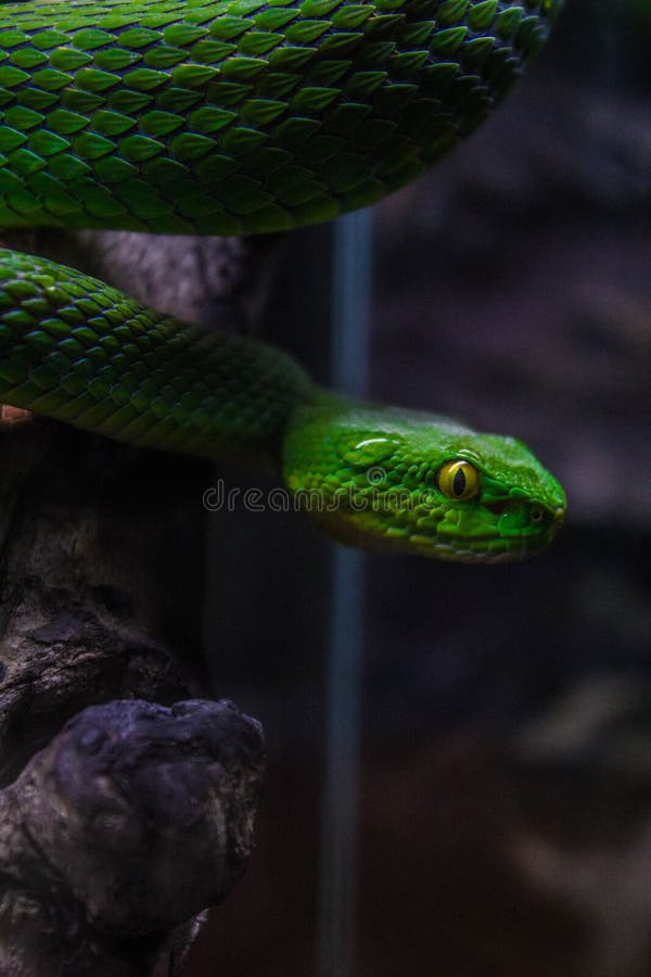 Snake stock photo. Image of snake, snow, white, cold - 64673308
